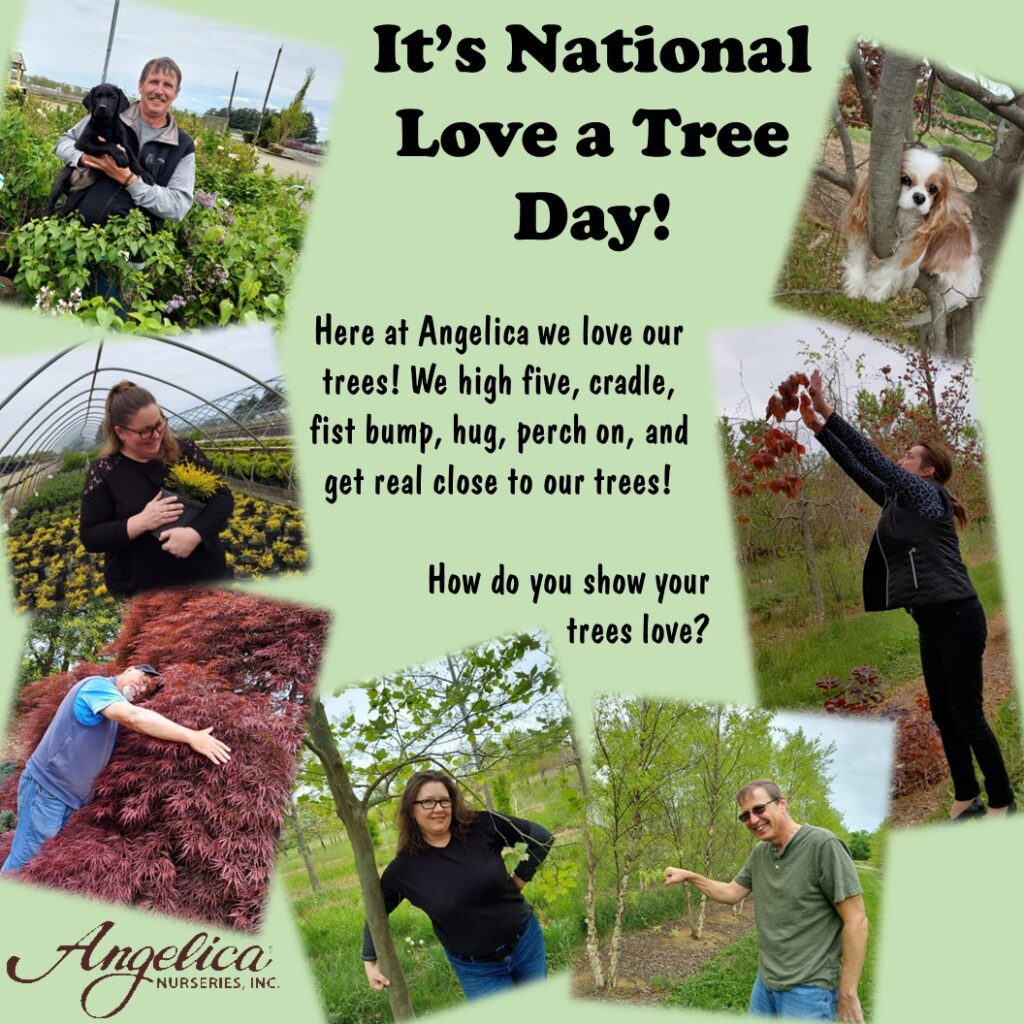 What's May 16? - Angelica Nurseries, Inc.